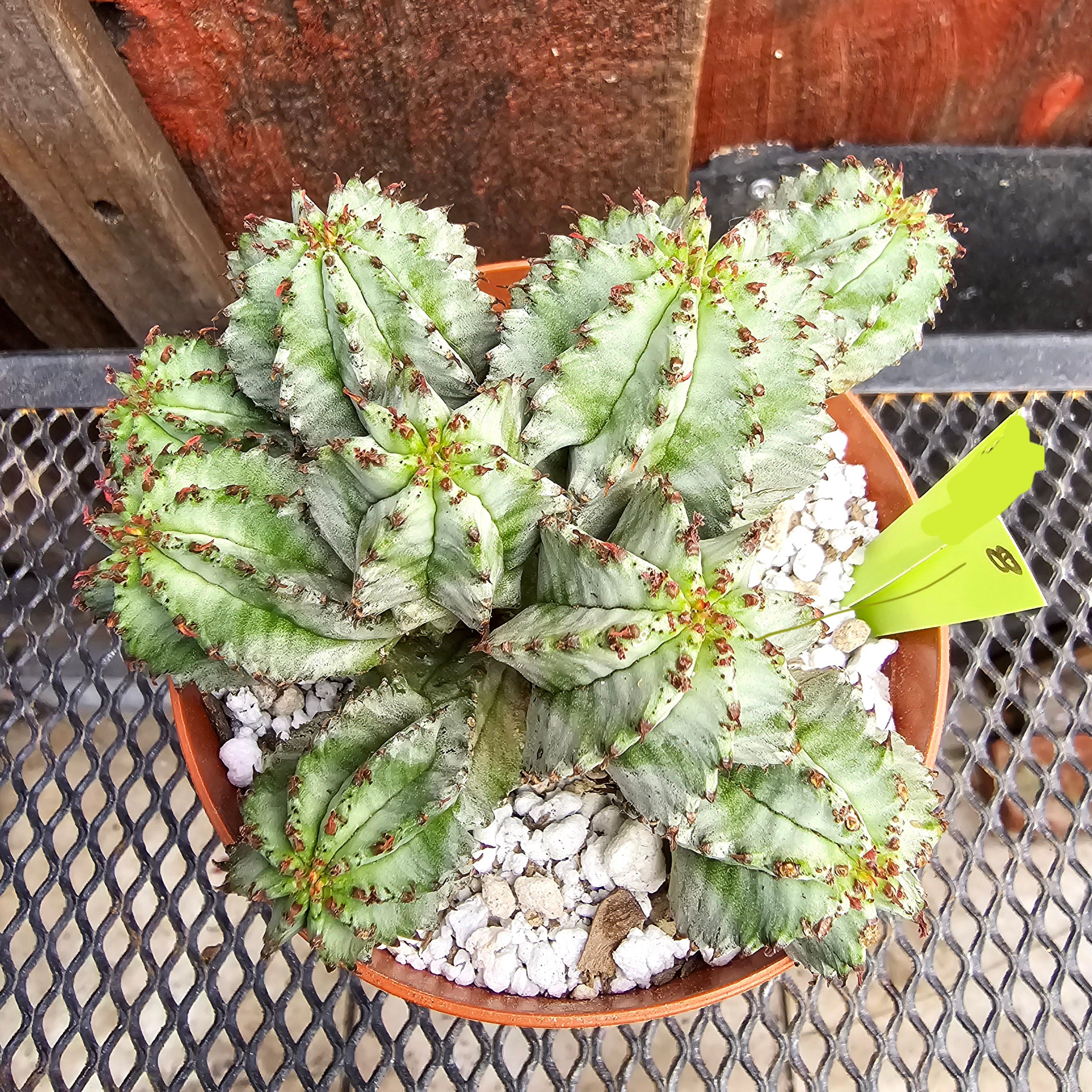 Euphorbia Polygona Snowflake Snow Storm - Etsy