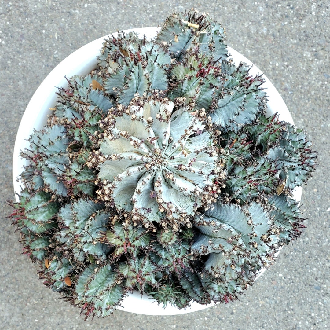 Euphorbia Polygona Snowflake Snow Storm - Etsy