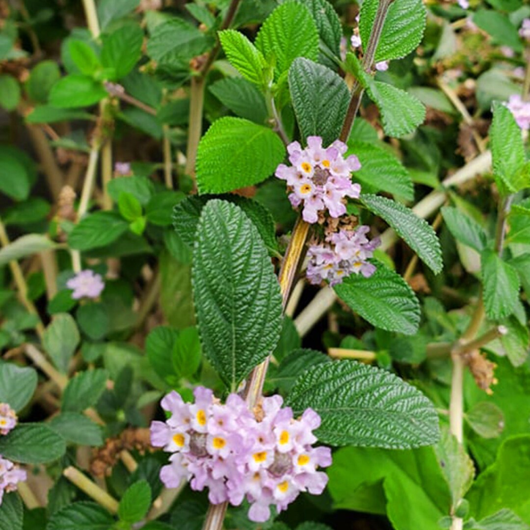 5 ramas Pitiona, Lippia Alba, Tea Leaves, Mint Shrub, Juanilama, Pronto ...