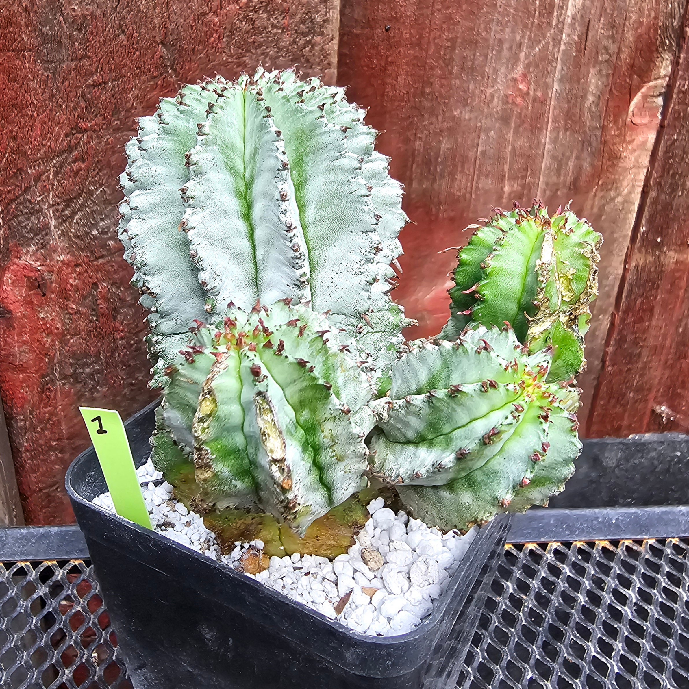 Euphorbia Polygona Snowflake Snow Storm - Etsy
