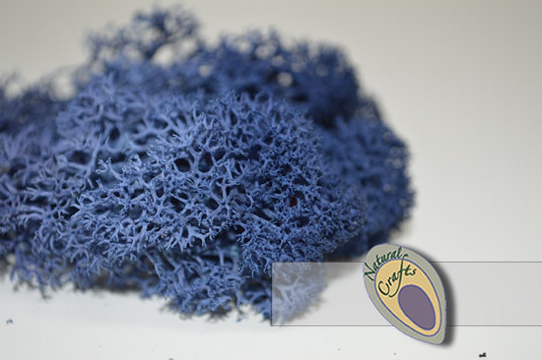 Dried Preserved Reindeer Moss - Etsy UK