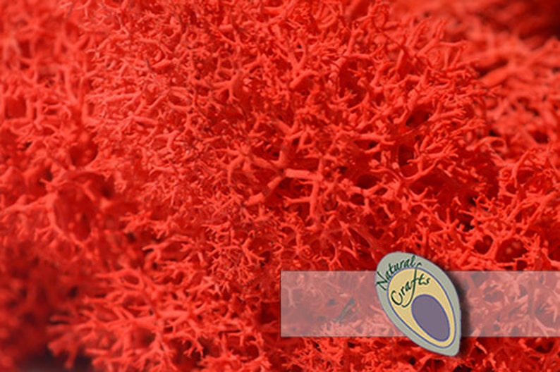 Dried Preserved Reindeer Moss - Etsy UK
