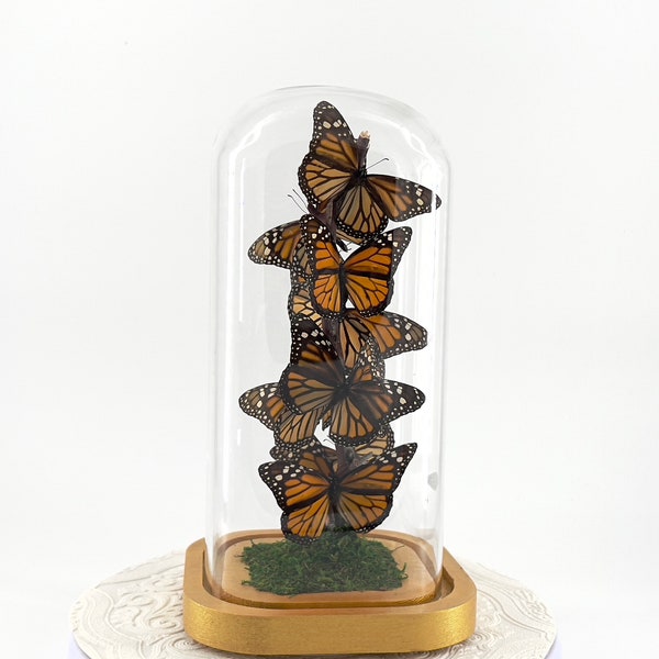 Butterfly Display - Etsy