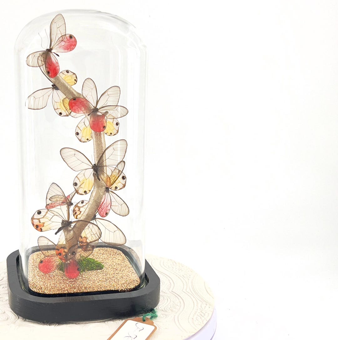 Small Centerpiece | Glasswing Butterfly | Pink and Amber Phantom ...