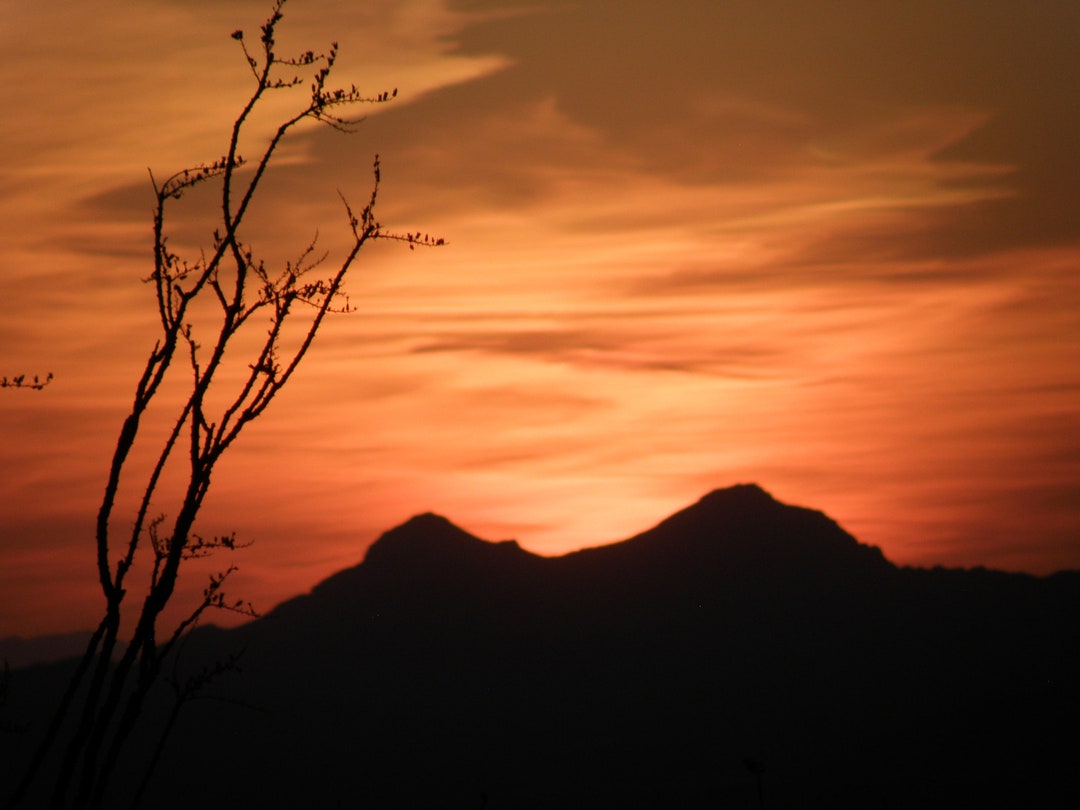 Ocotillo in the Arizona Sunset - Etsy