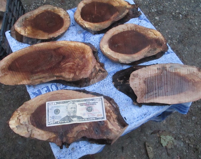 Walnut Wood Slices Medium, Pretty Hardwood Slices, Bone Dry,gorgeous ...
