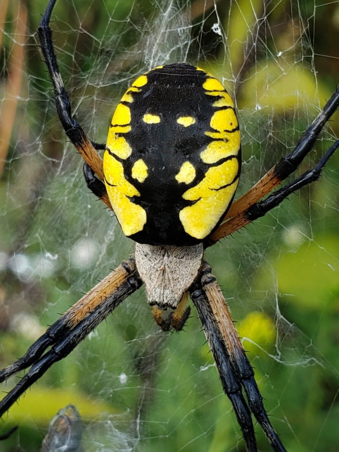 Adult Garden Spider Digital File - Etsy