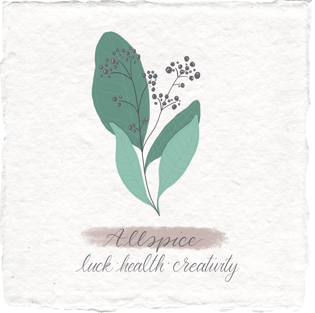 Witchy Art Print Allspice Botanical Illustration Handmade for Anyone ...