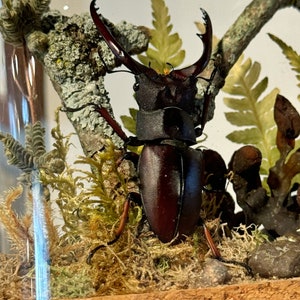 Stag Beetle Cloche Display With Fungi Moss Ferns Marjoram Insect ...