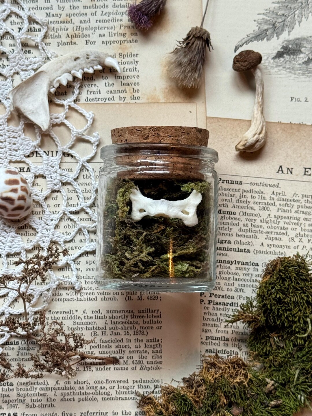 Armadillo Atlas Vertebra Bone Jar | Sustainably Sourced Animal Bones ...