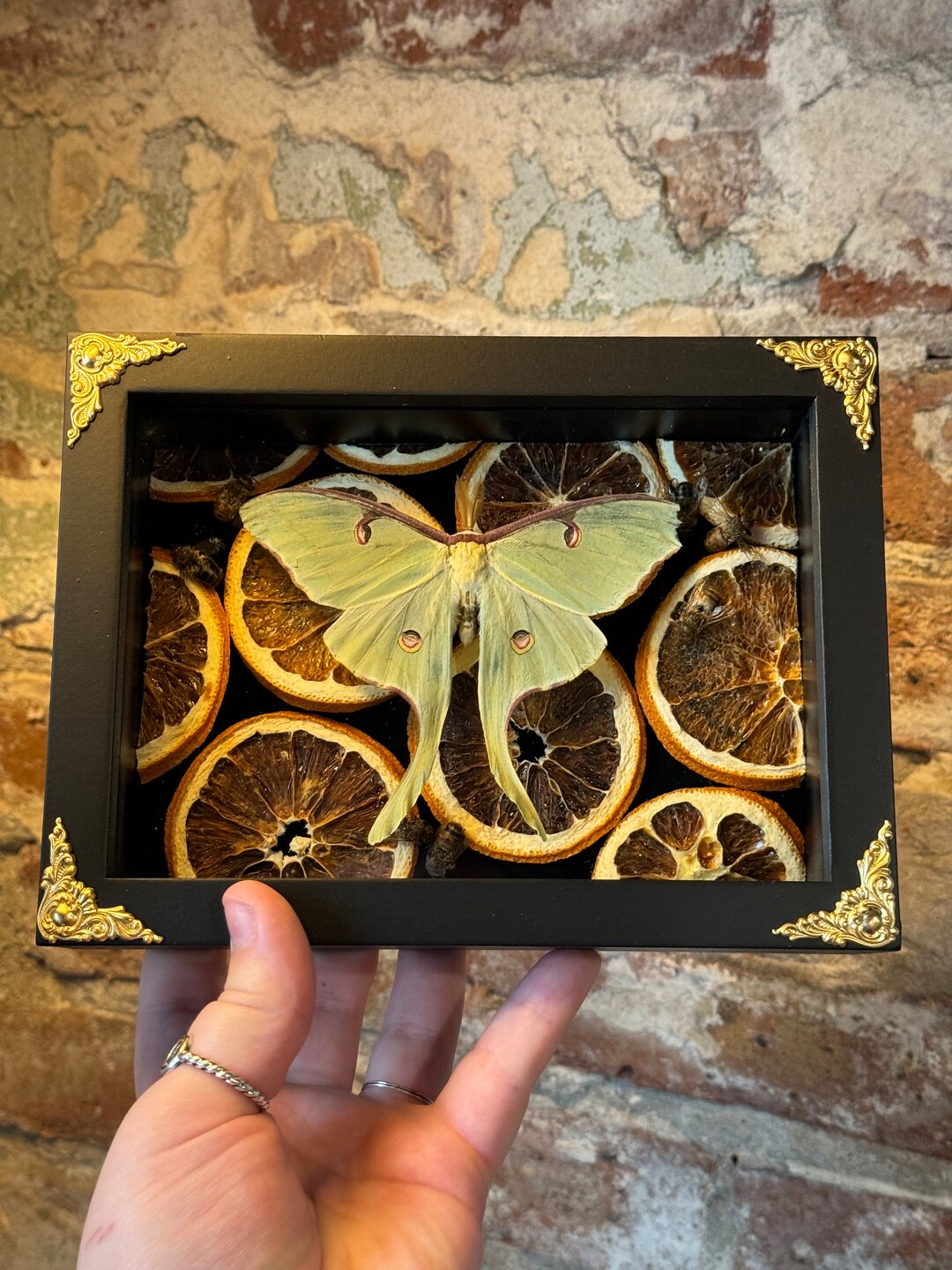 Citrus Luna Moth Shadow Box A Grade Male Actias Luna Framed Specimen ...