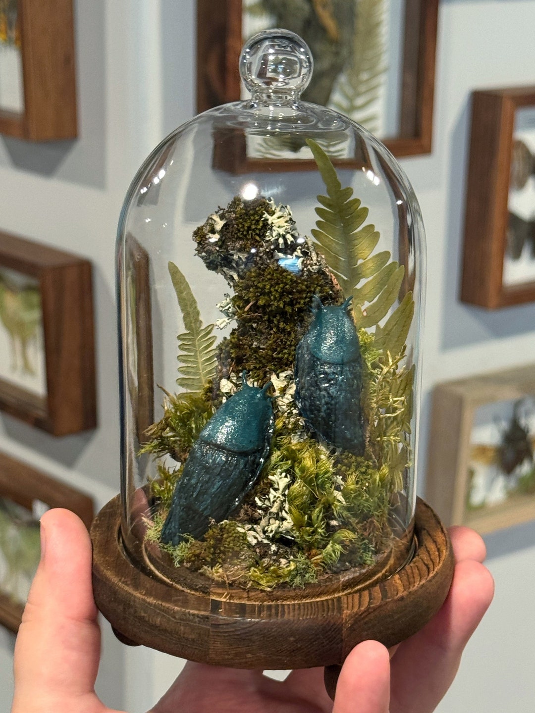 Carpathian Blue Slug Cloche Display With Moss Lichens Ferns Polymer ...