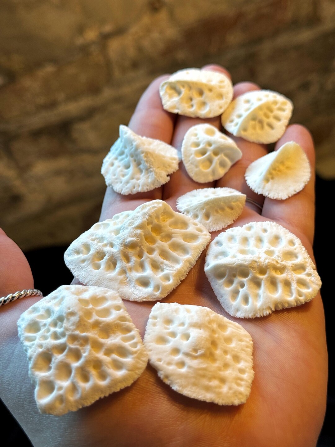 Alligator Scutes Sustainably Sourced Alligator Bone Back Plates QTY 3 ...