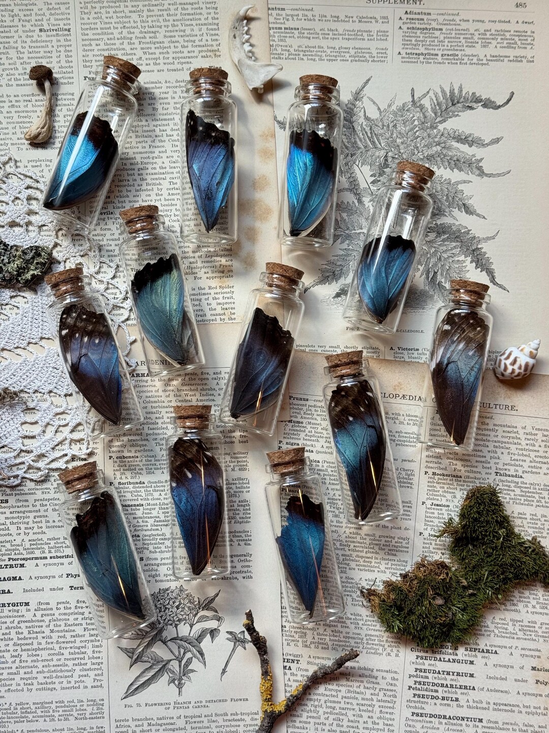 Blue Morpho Wing Vial | Sustainably Sourced Iridescent Blue Wings, Bug ...