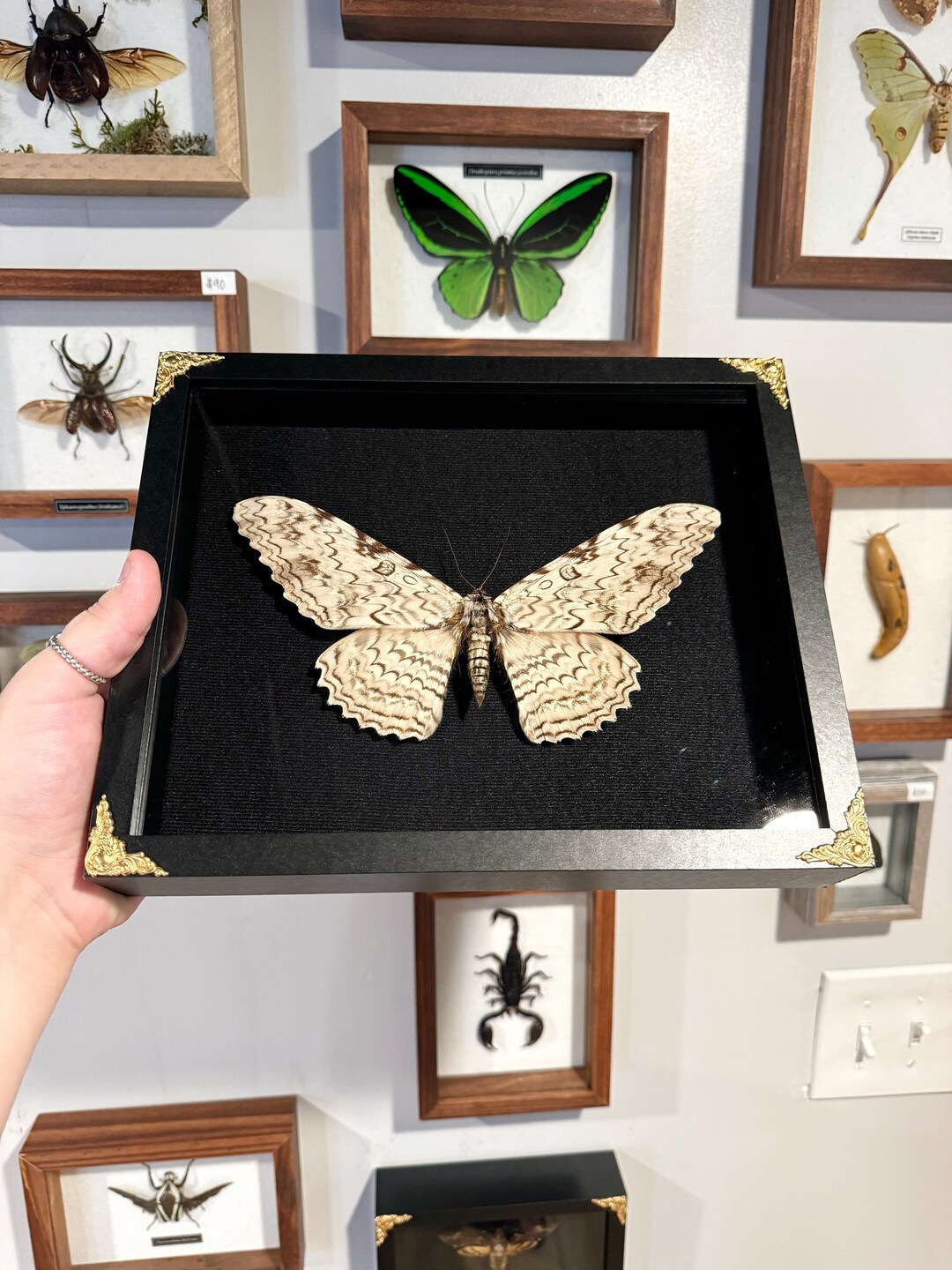 RARE White Witch Moth Shadow Box Thysania Agrippina Framed Insect ...