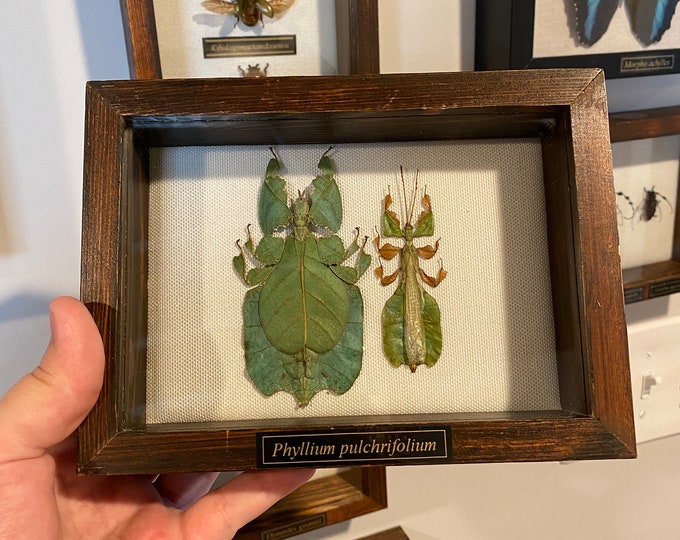 LEAF INSECT PAIR Phyllium Pulchrifolium Shadow Box Framed Phasmid ...