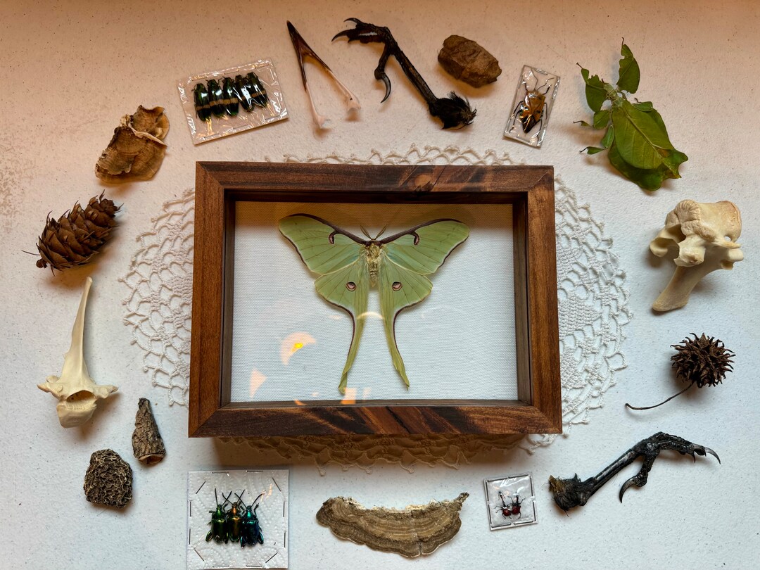 Luna Moth Shadow Box Male Actias Luna Framed Insect Taxidermy Oddity ...