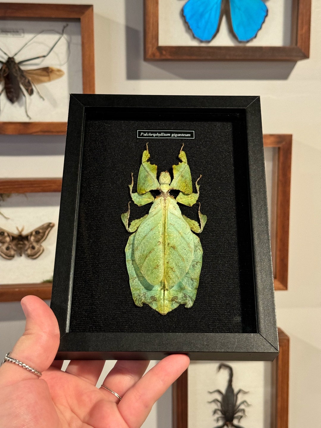 Giant Malaysian Leaf Insect Shadow Box Framed Female Pulchriphyllium ...
