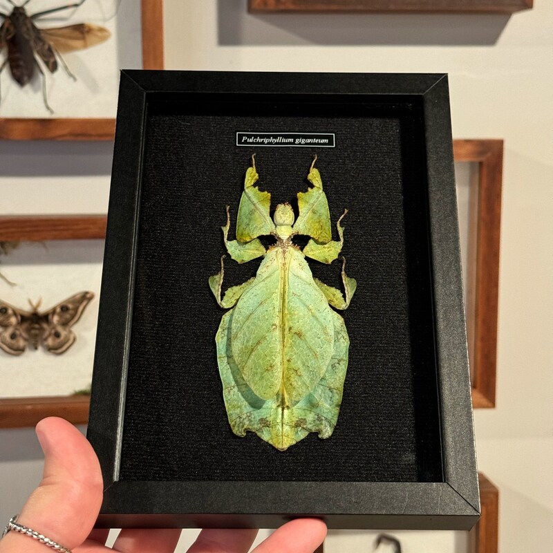 Framed Insects - Etsy