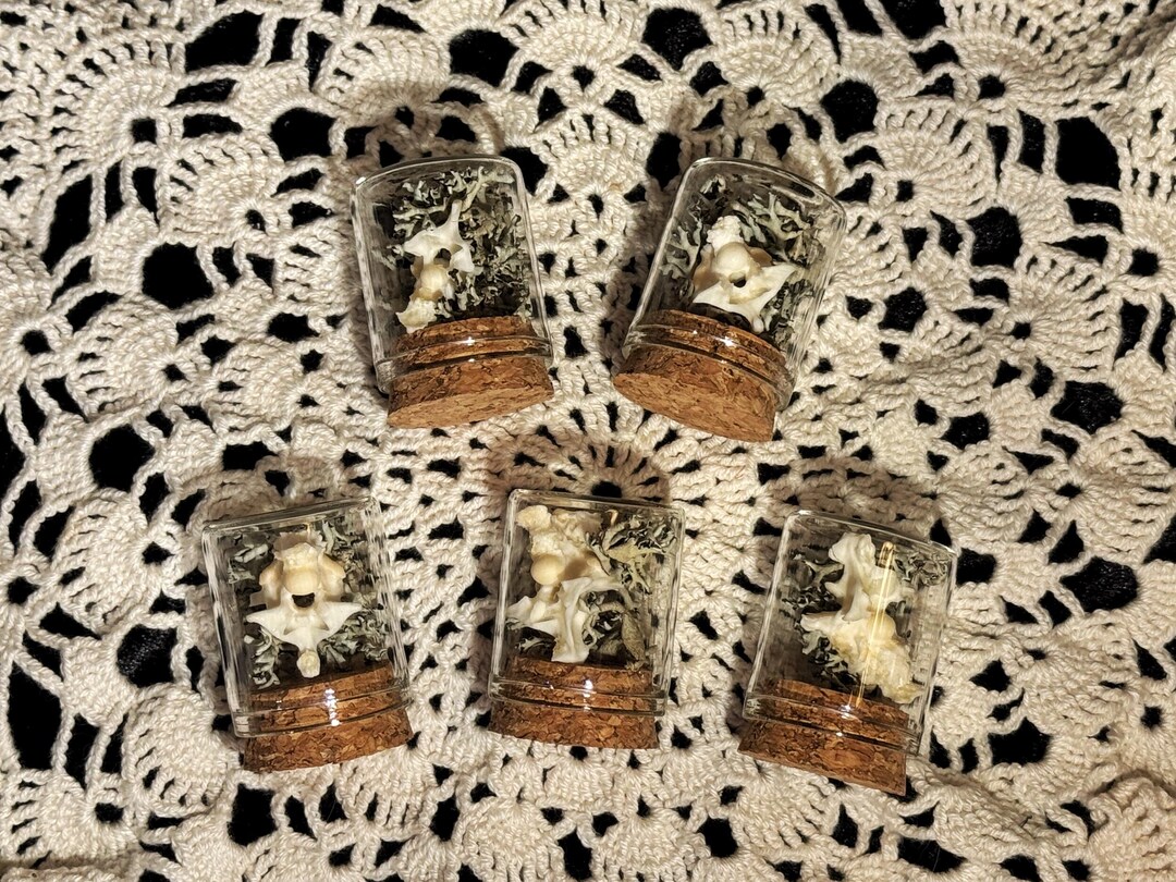 RARE Fused Python Vertebrae Pathology Jars | Curio Shelf Oddity Vulture ...