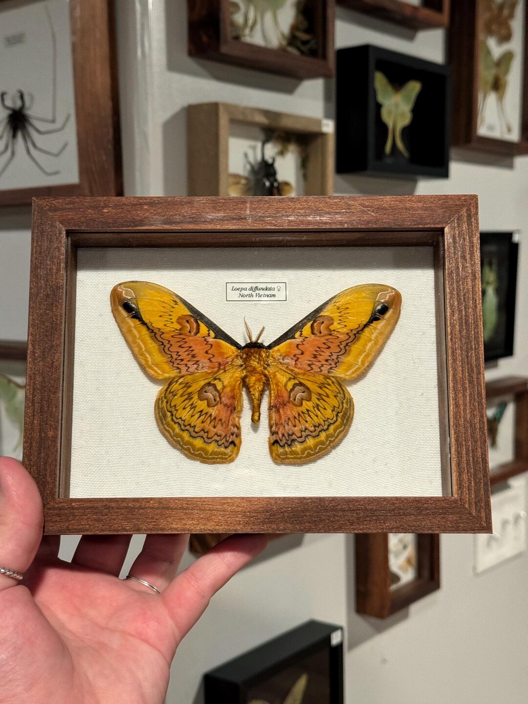 RARE Saturn Moth Shadow Box Framed Loepa Diffundata Yellow Blushing ...