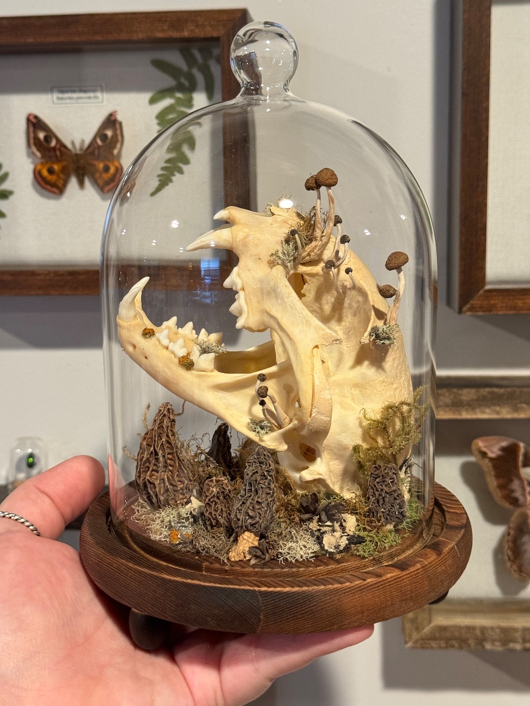 American Bobcat Skull Cloche Display With Tiny Mushrooms and Morels ...