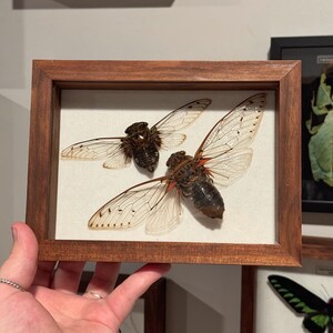 Giant Cicada & Empress Cicada Shadow Box Framed Quesada Gigas ...