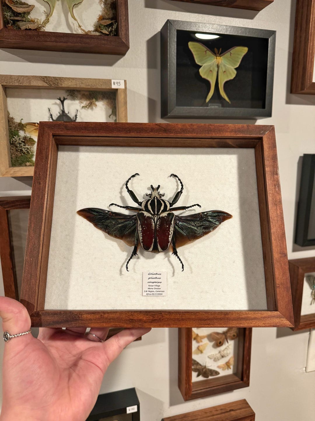 RARE Huge Goliath Beetle Shadow Box Framed Goliathus Conspersus Flower ...