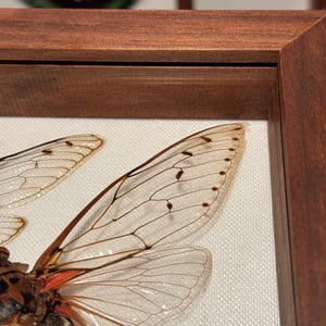Giant Cicada & Empress Cicada Shadow Box Framed Quesada Gigas ...