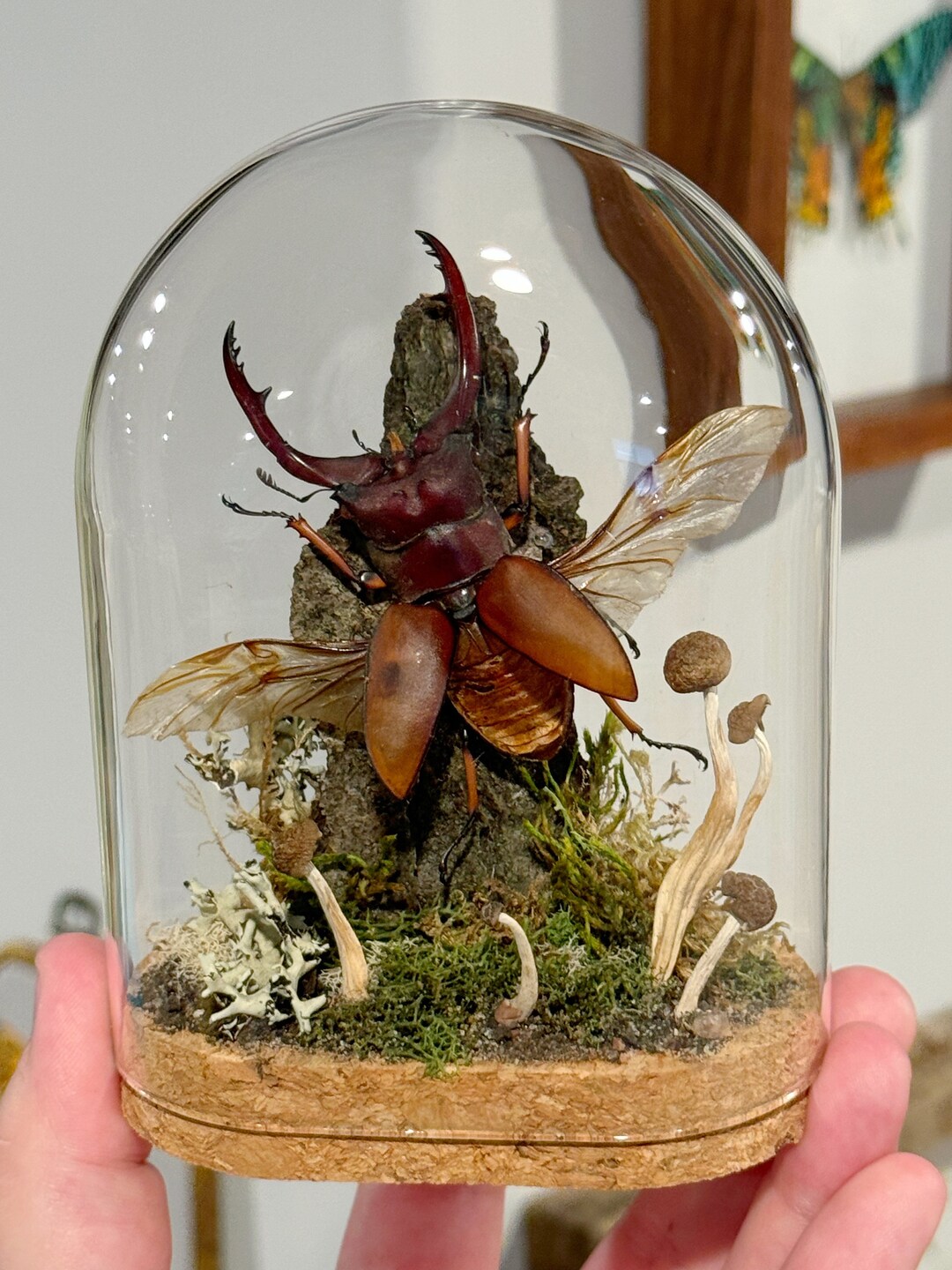 Red Stag Beetle Cloche Display Prosopocoilus Astacoides With Mushrooms ...