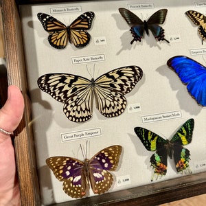 ACNH Butterfly Shadow Box Labeled Collection With Cost bells Insect ...