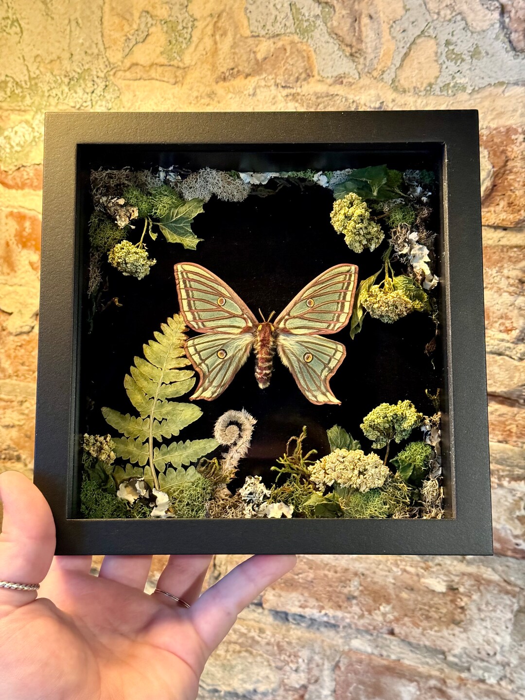Rare Spanish Moon Moth Shadow Box Framed Female Graellsia Isabellae ...