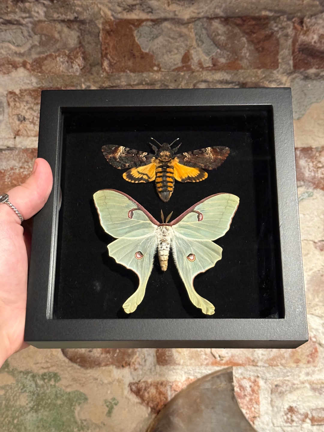 Death's Head Moth Luna Moth Shadow Box Acherontia Atropos Actias Luna ...