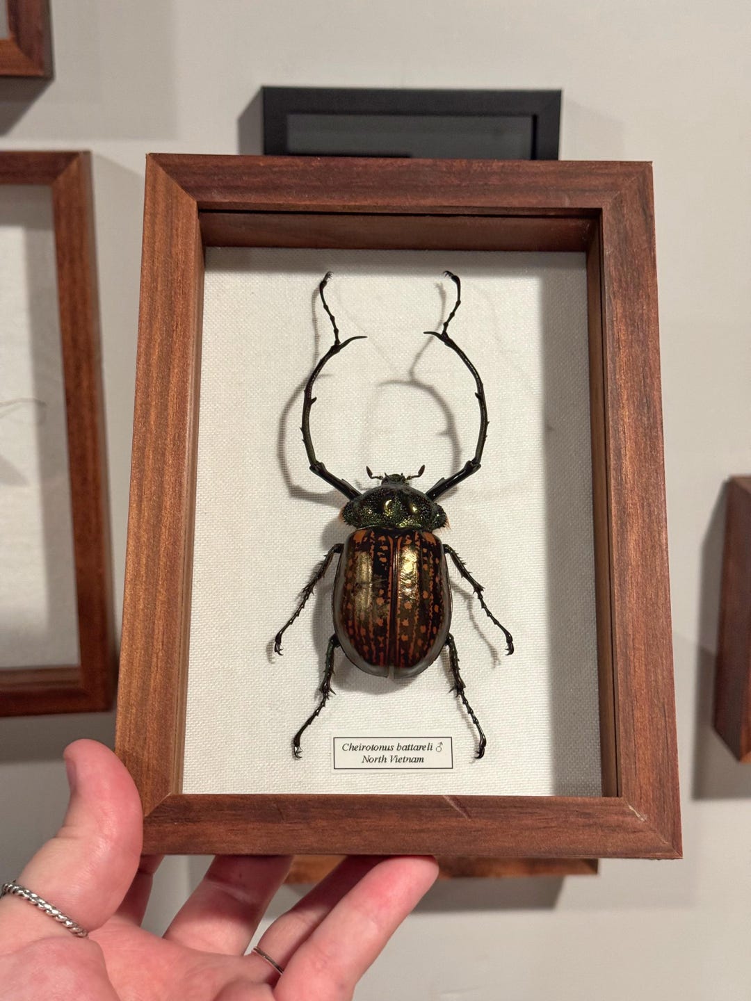 UNIQUE Long-armed Scarab Beetle Shadow Box Framed Male Cheirotonus ...
