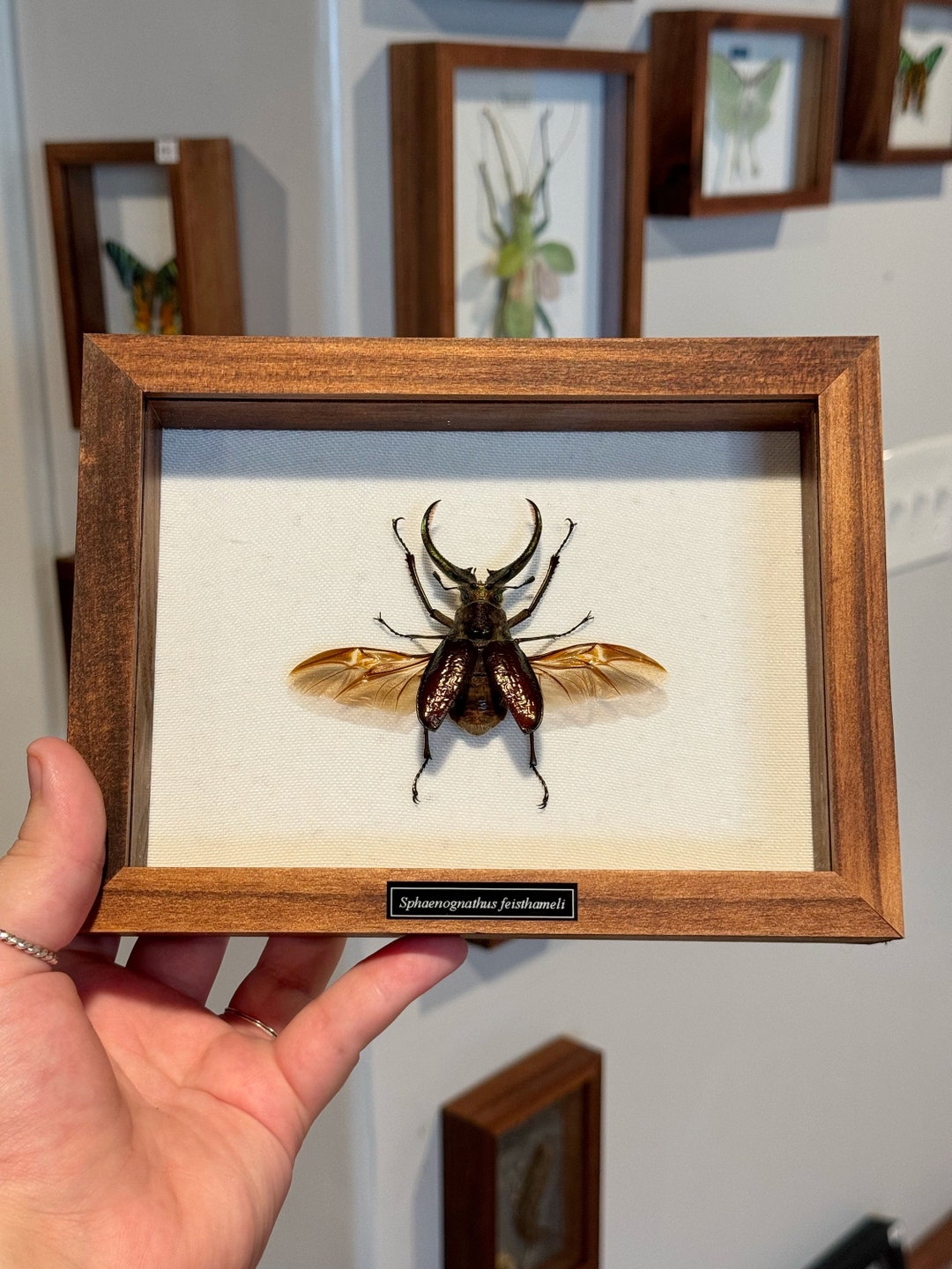 Fuzzy Four-eyed Spade Beetle Shadow Box Cute Framed Sphaenognathus ...