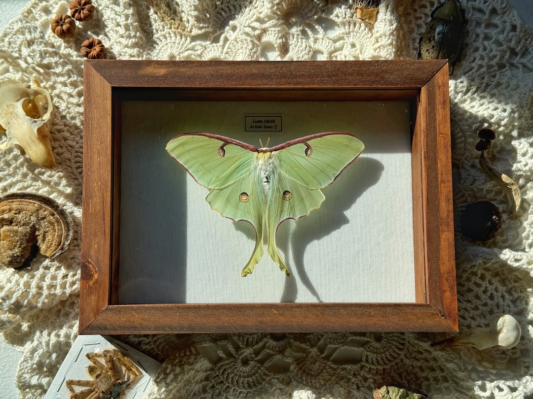 Luna Moth Shadow Box Female Actias Luna Framed Insect Taxidermy Oddity ...