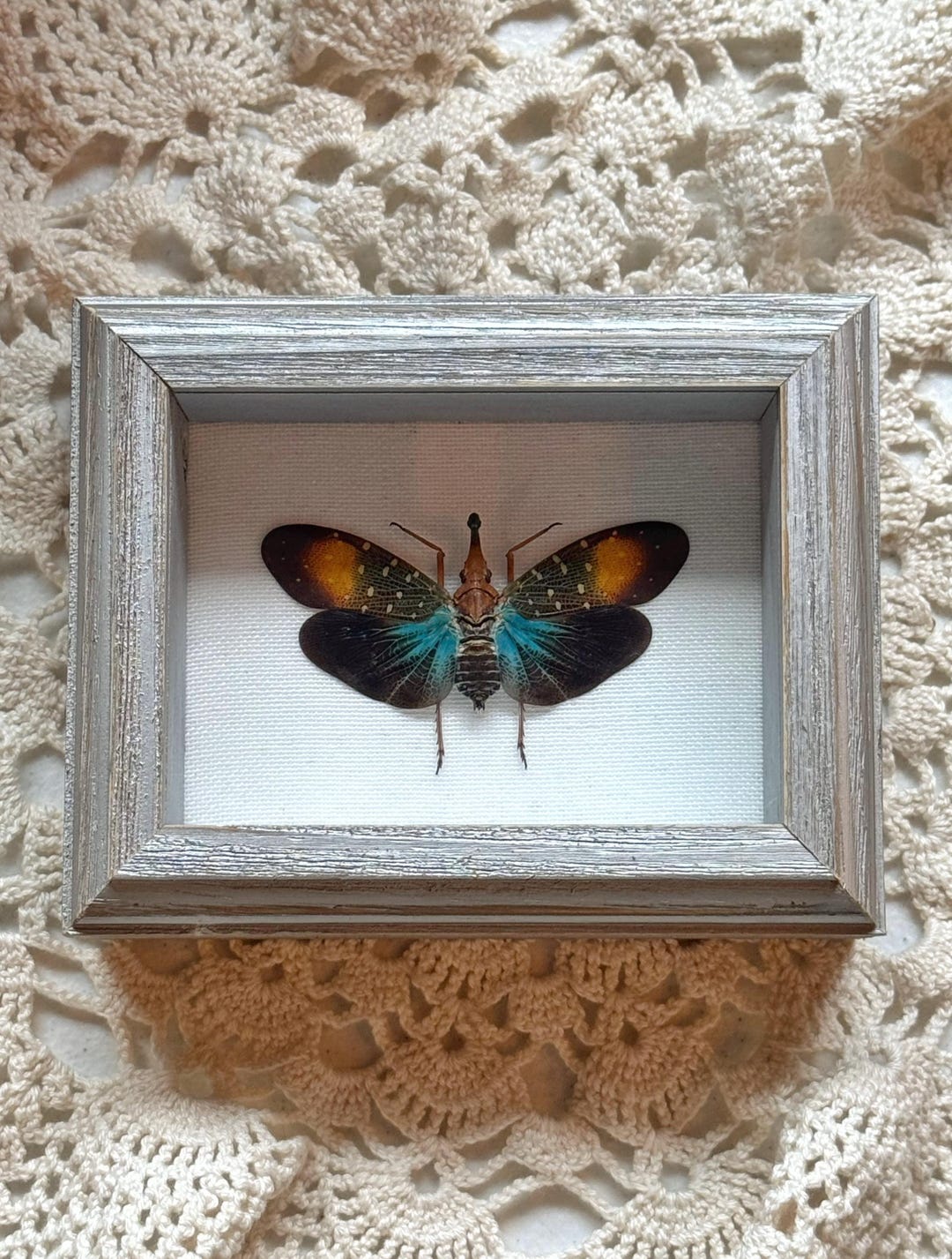 Blue Yellow Lanternfly Shadow Box Framed Planthopper Pyrops Gunjii ...