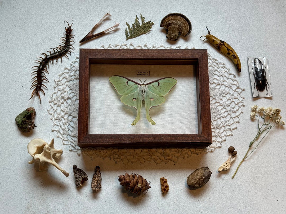 Luna Moth Shadow Box Female Actias Luna Framed Insect Taxidermy Oddity Art Entomology Science ...