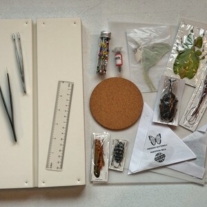MJB Starter Insect Pinning Kit | Curated Kit for Beginners With ...