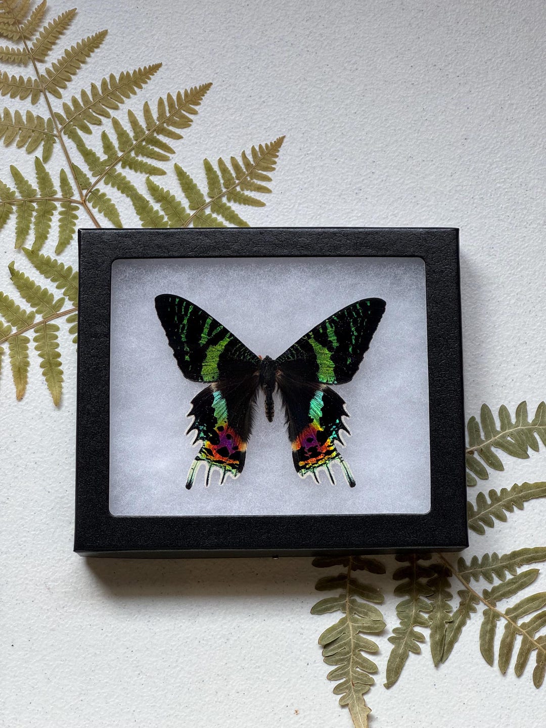 Madagascan Sunset Moth Riker Mount Framed Urania Ripheus | Insect ...