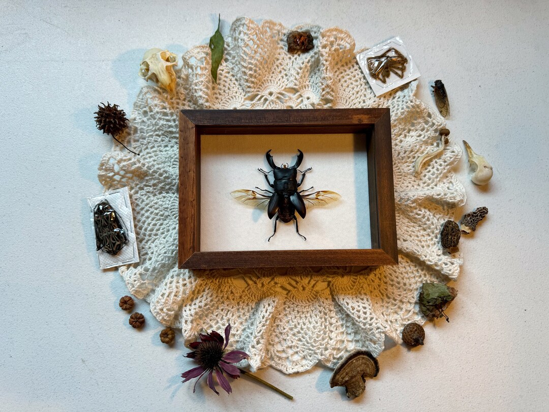 Titan Stag Beetle Shadow Box Dorcus Titanus Framed Insect Taxidermy Art ...