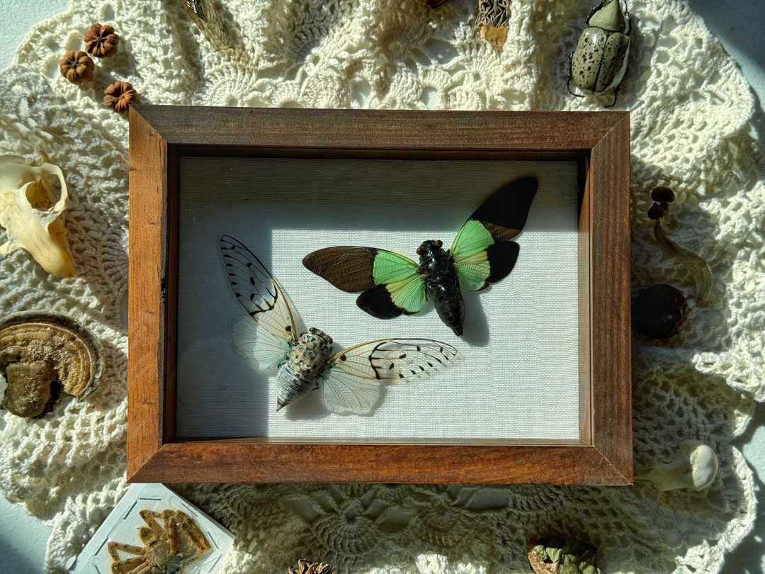 Cicada Duo Shadow Box Framed Ayuthia Spectabilis and ABERRANT UNUSUAL ...