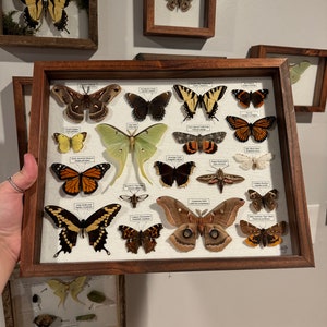 Pacific Northwest Insect Collection Labeled Lepidoptera Collection of ...