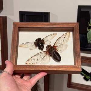 Giant Cicada & Empress Cicada Shadow Box Framed Quesada Gigas ...