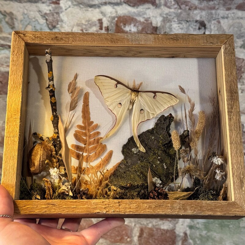 Live Moth Cocoon - Etsy
