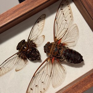 Giant Cicada & Empress Cicada Shadow Box Framed Quesada Gigas ...