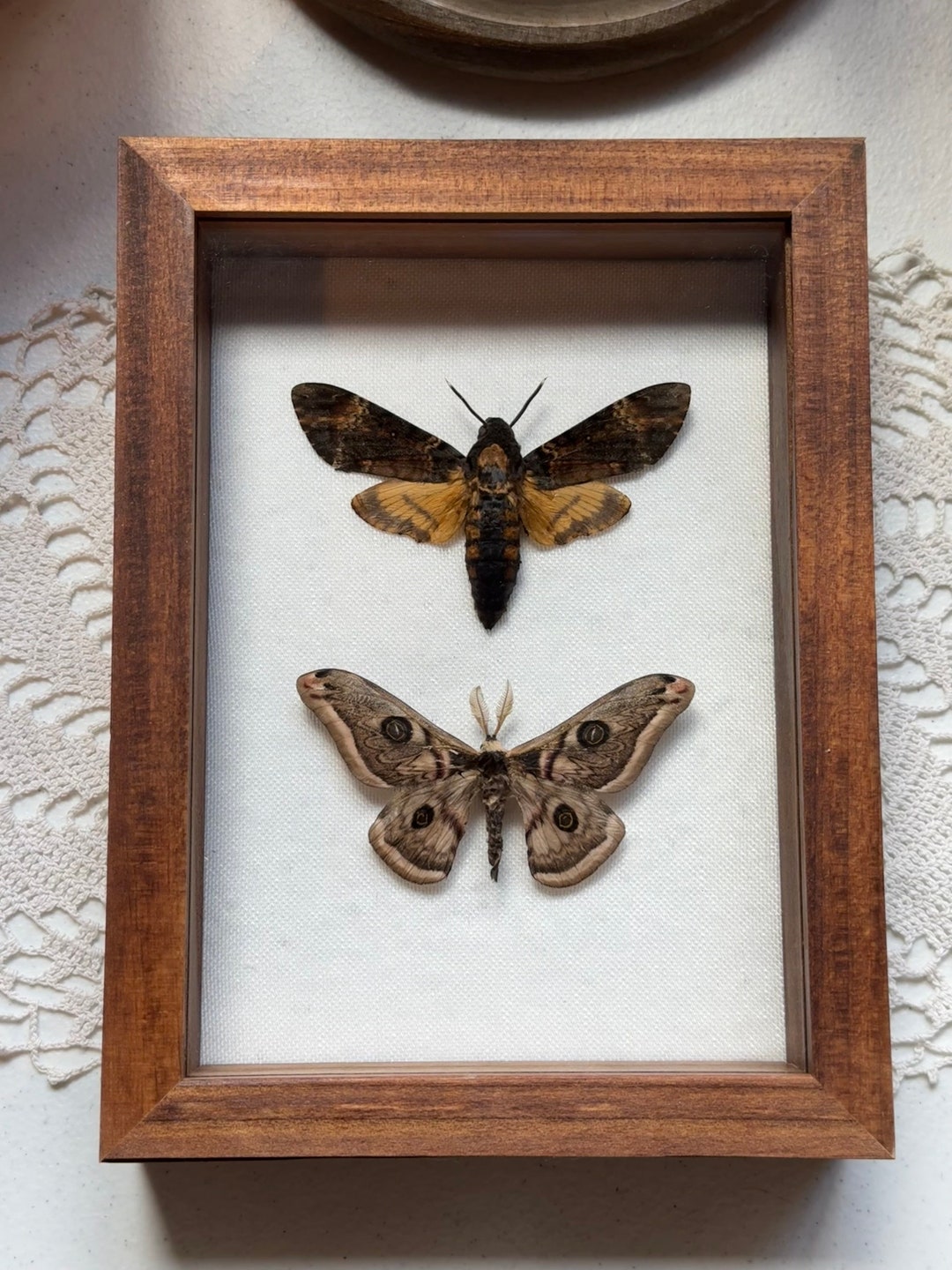Death's Head and Emperor Moth Shadow Box Framed Acherontia Atropos ...