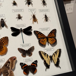 Midwest Insect Collection Labeled Assorted Butterflies Beetles Flies ...
