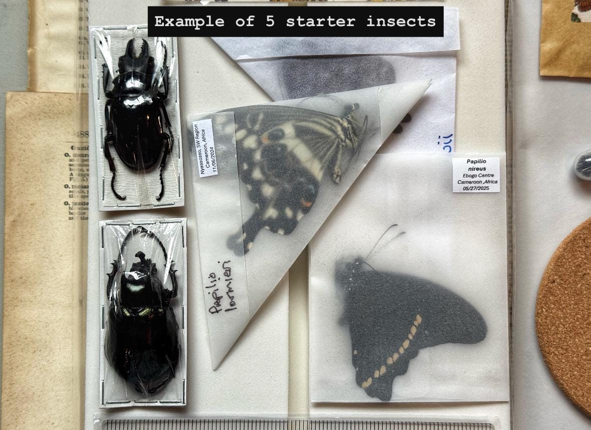 MJB Starter Insect Pinning Kit | Curated Kit for Beginners With ...