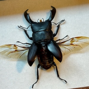 Titan Stag Beetle Shadow Box Dorcus Titanus Framed Insect Taxidermy Art ...